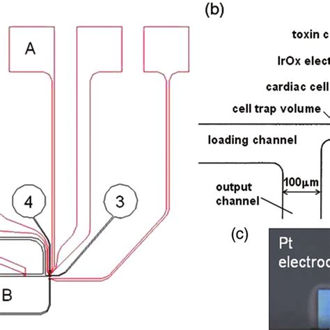 A Schematics Of A Microfluidic Device With Integrated Ph Electrodes