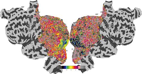Plot Example Retinotopy Flatmaps — Pycortex 1211 Documentation