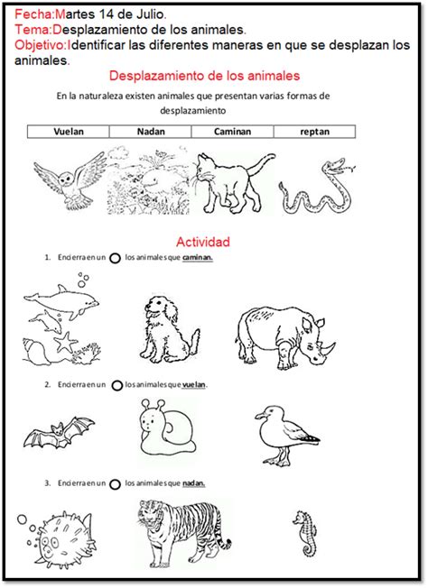 Desplazamiento De Los Animales Actividades De Letras Practicas Del