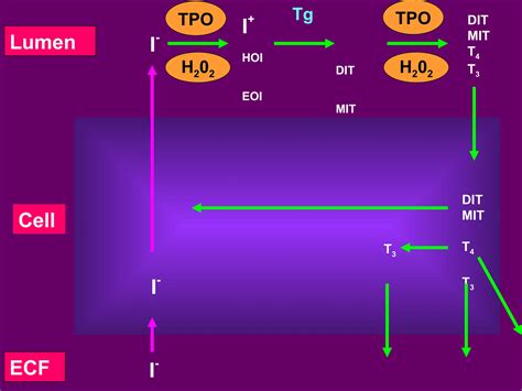 Thyroid Hormones And Anti Thyroid Drugsppt
