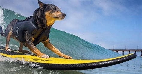 Cowabunga Surf Dogs Hit The Waves For World Championships Huffpost