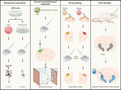 Constructing Human Neural Circuits In Living Systems By Transplantation Cell