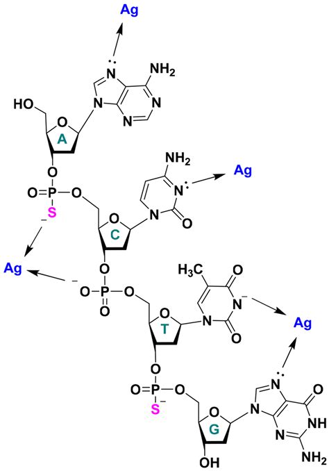 Phosphorothioate Dna Stabilized Fluorescent Gold And Silver Nanoclusters