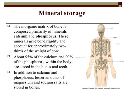 Function Of Calcium Salts In Bone