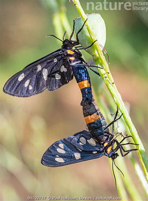 Stock Photo Of Pair Of Nine Spotted Moths Amata Phegea Mating Orvieto Umbria Italy