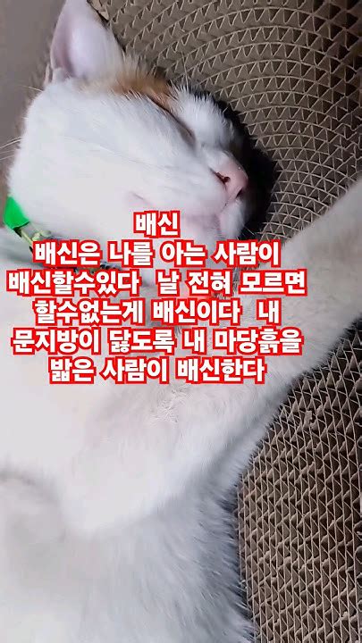 배신은믿음이나의리를져버린거다 꺼진불도다시보자 Youtube