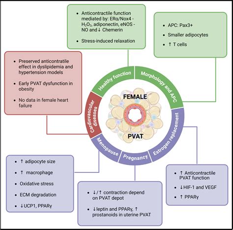 Sex Specific Differences In Pvat Pathobiology Arteriosclerosis