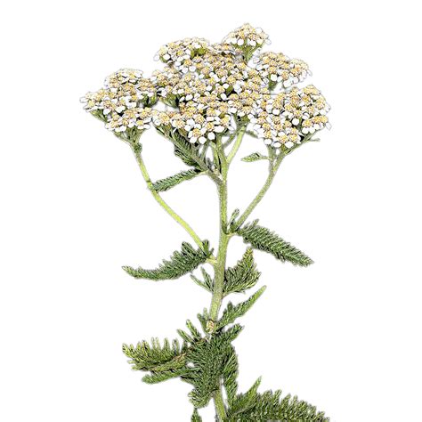 Közönséges Cickafark Mag Achillea Millefolium 1g 10g Vadvirágom