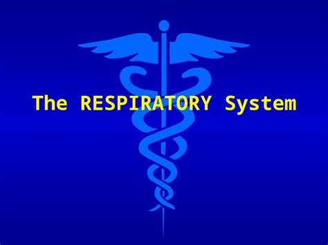 Pptx The Respiratory System Functions Of The Respiratory System Primary Function Gas