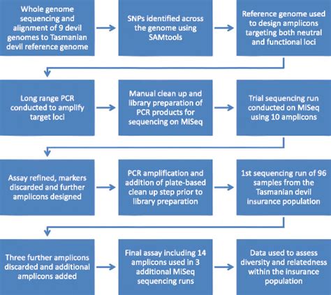 Workflow Of The Development Of Snp Based Genotyping Assay Download
