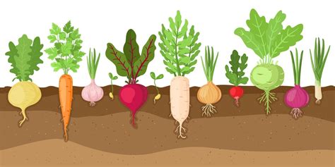 Planted Vegetables Cartoon Root Growing Vegetables Veggies Fibrous