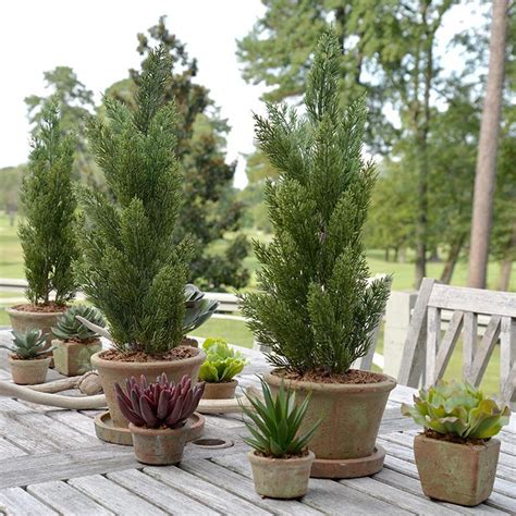 Italian Cypress Tabletop Plant In Terracotta