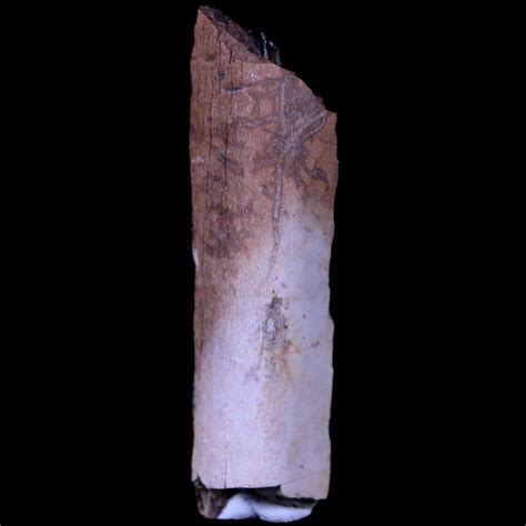 18 Corythosaurus Fossil Bone Judith River Formation Montana Cretaceous Dinosaur Certificate Of