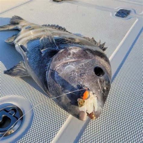 8 Of The Best Lures For Sheepshead Tips • Saltwatermecca
