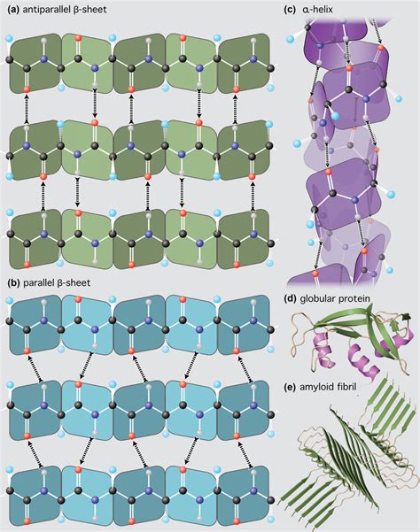 The Self Complementarity Of Peptide Linkages Is The Dominant Molecular