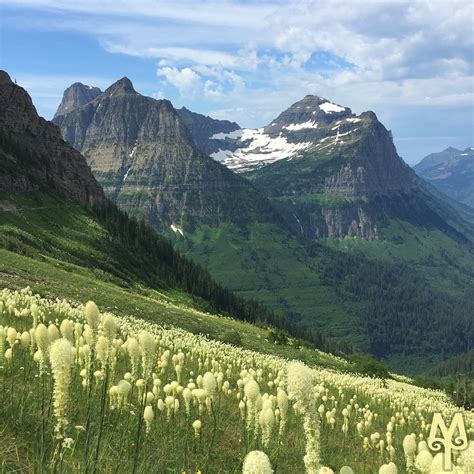 Views Of Mount Oberlin From The Highline Trail Amidst Beargrass