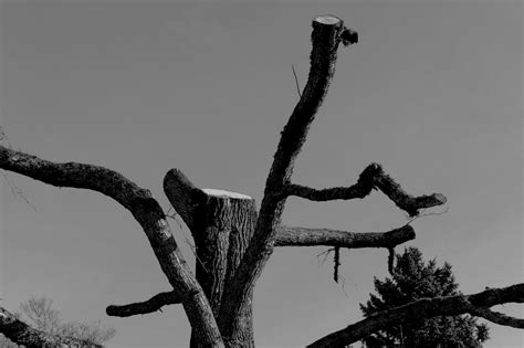 Why Tacomas New Tree Ordinance Is Such A Big Deal Tacoma Tree Foundation