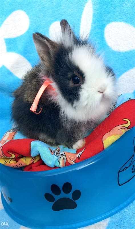 Lavlja Glava Patuljasti Kunic Kunici Zec Zecevi Zecici Kunići Olx Ba