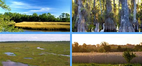 What Is The Difference Between A Marsh Swamp Bog And Fen Ponder Weasel