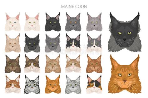 Maine Coon Cat Clipart All Coat Colors Set Stock Vector Illustration
