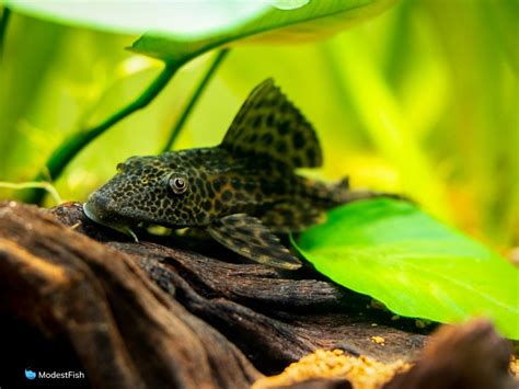 18 Best Algae Eaters For Your Freshwater Aquarium