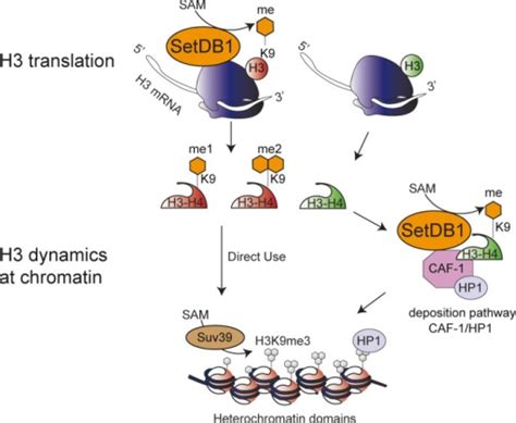 Working Model Setbd1 Exists In Two Distinct Complexes Open I