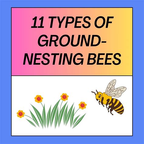 11 Types Of Ground Nesting Bees You Must Know