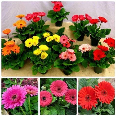 Ben Benih Bunga Gerber Pelbagai Warna Import Dari Vietnam