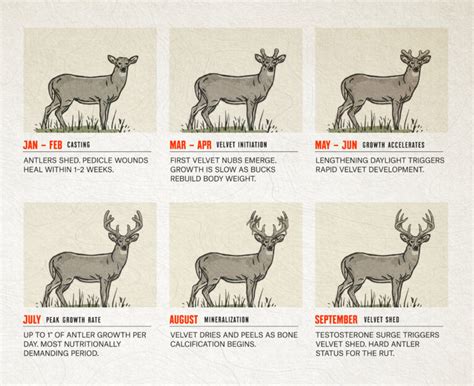 The Science On Velvet Antlers And Deer Antler Growth Onx Hunt