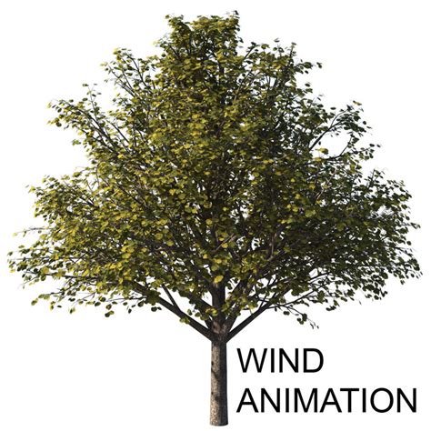 Autumn Tree Animation Wind D Max