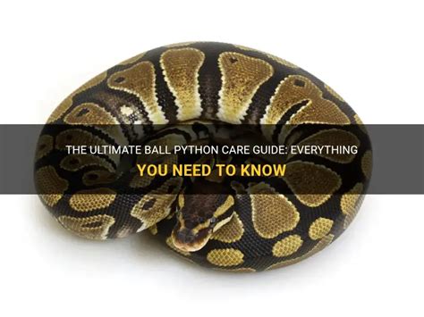 The Ultimate Ball Python Care Guide: Everything You Need To Know | PetShun