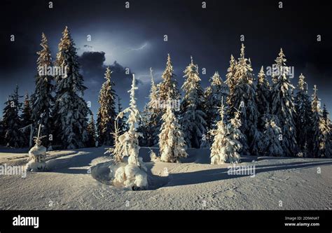 Snowy Forest At Night