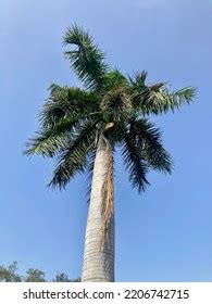 Tallest Coconet Tree Park Stock Photo Shutterstock
