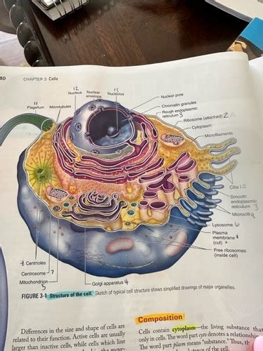 Mci Human Anatomy 1 Chapter 3 Quiz Flashcards Quizlet
