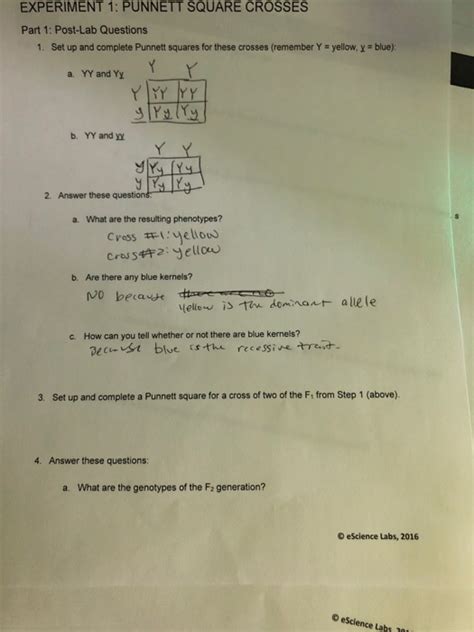Solved Experiment 1 Punnett Square Crosses Part 1 Post