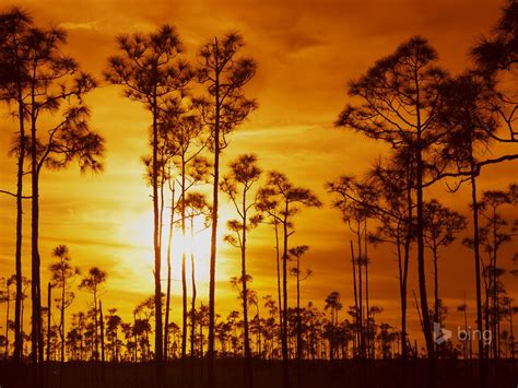 树木红色夕阳 2015 Bing主题壁纸预览