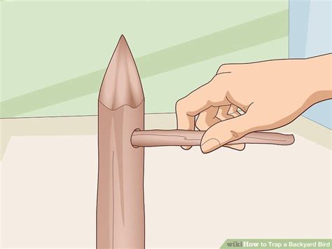 Ways To Trap A Backyard Bird WikiHow