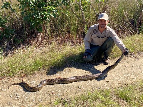 Python challenge: Biggest snakes caught during Florida Everglades hunt