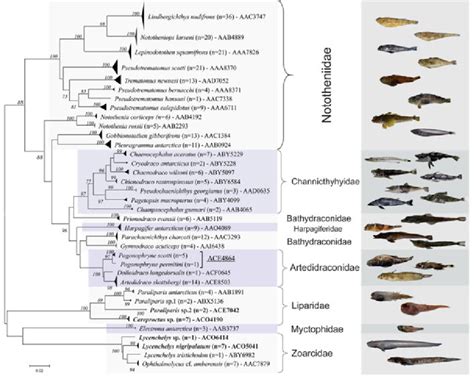 Neighbour Joining Tree Based On K2p Distances Numbers After Taxa
