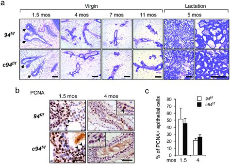 Morphology And Proliferation Of C94 F F Mammary Epithelium A Hande