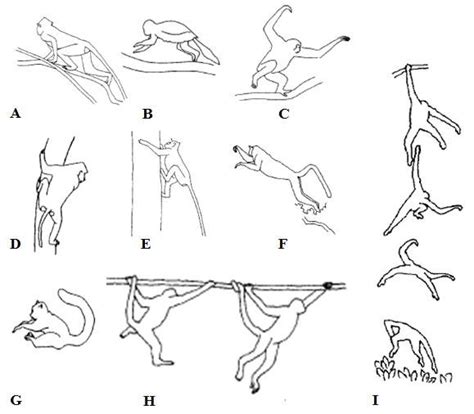 7 Common Locomotor Behaviors Among Primates A Quadrupedal Walk Using Download Scientific