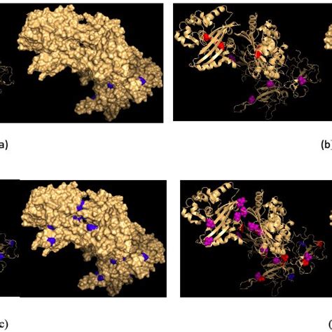 Nucleocapsid Motifs And Phosphorylation Conservation Structure Pbd Id Download Scientific