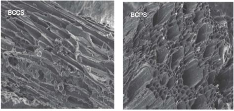 Show the porous structure of biochar (Photomicrograph from Scanning ...