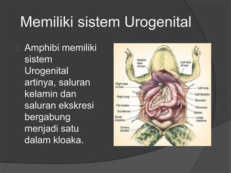 Amphibia Binatang Amphibi Pptx