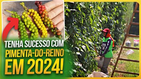 Como Ter Sucesso No Plantio De Pimenta Do Reino Embrapa Youtube