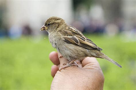 Sparrows Eating Flight Human Hand Beak Photo Background And Picture For