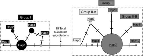 A Median‐joining Haplotype Network Of The Entire Cytochrome B Dataset