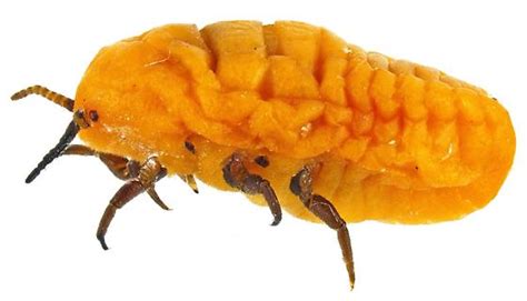 Margarodidae Maybe Margarodes Bugguide Net