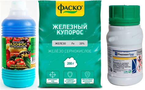 Оидиум на винограде: чем лечить, меры комплексной борьбы