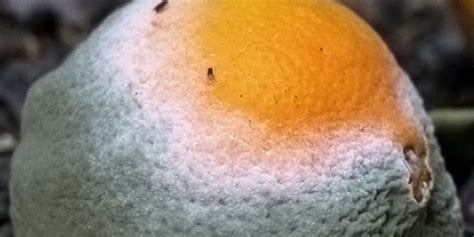 Muffa Verde Sugli Agrumi Si Combatte Con Una Proteina Italiafruit News